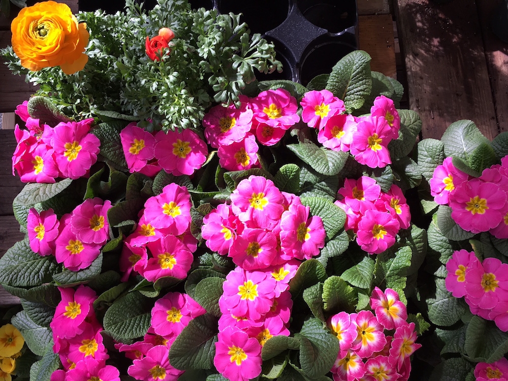 Wolff’s Apple House - Local Farm Market & Garden Center in Media, PA