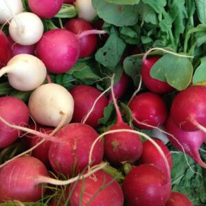 Corn, Tomato and Radish Salad - Wolff's Apple House