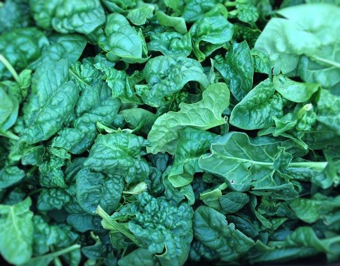 Easy Sautéed Spinach - Wolff's Apple House