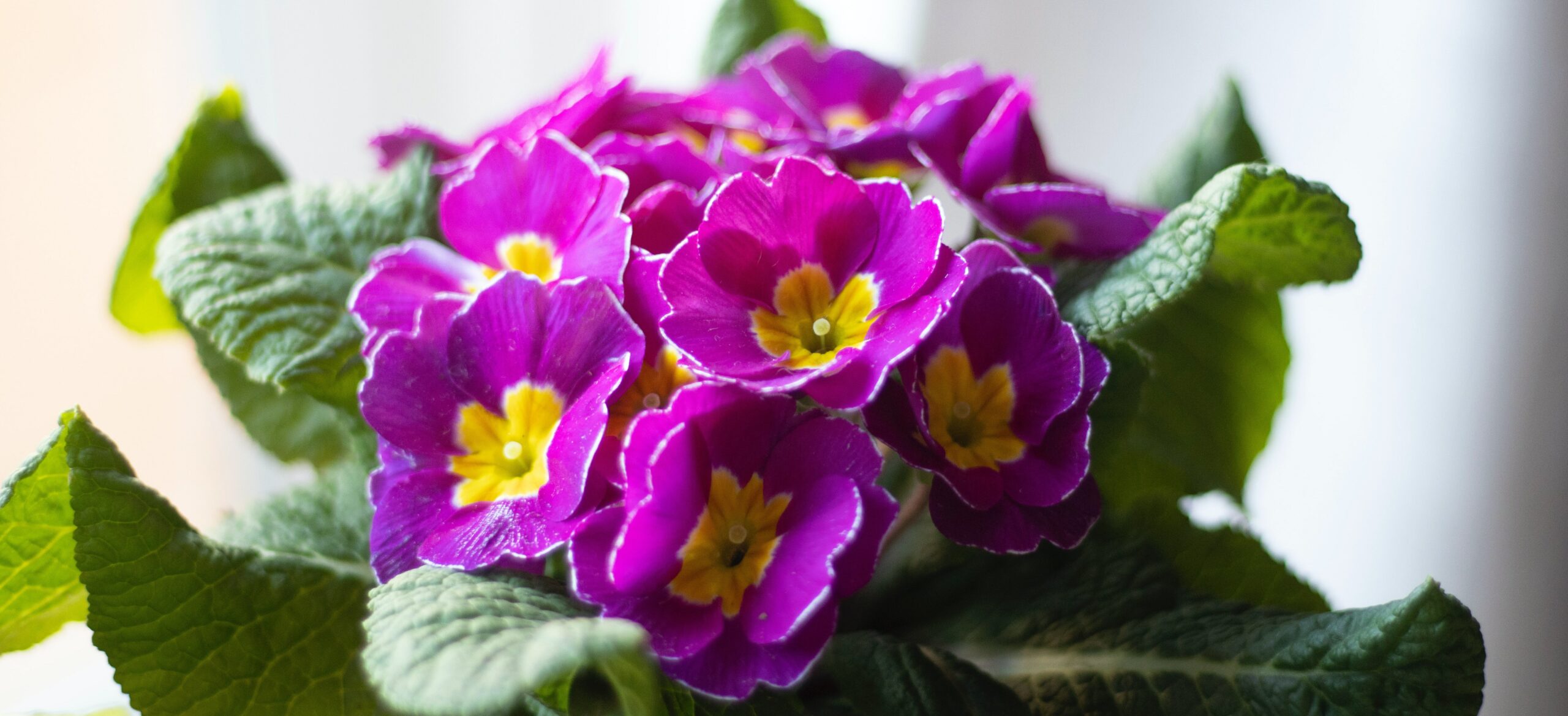 Wolff’s Apple House - Local Farm Market & Garden Center in Media, PA